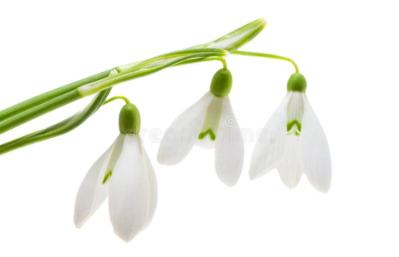 Snowdrop flower isolated stock image. Image of blossom - 227488581