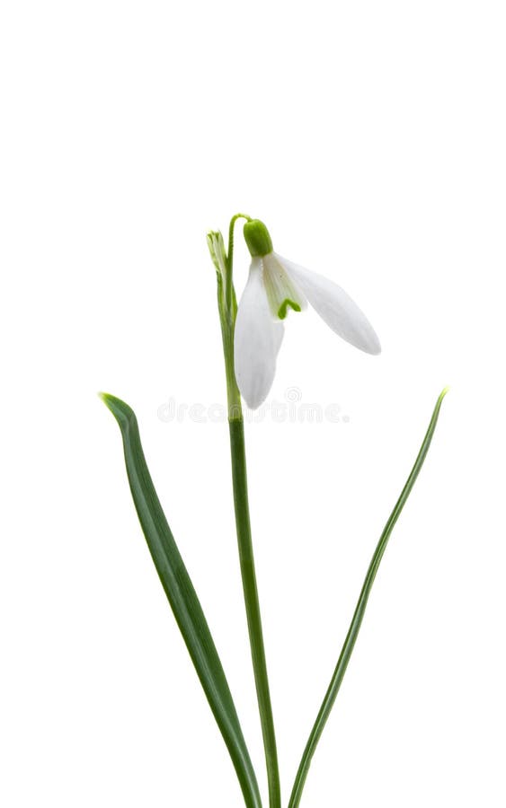 Snowdrop flower isolated stock photo. Image of background - 227488584