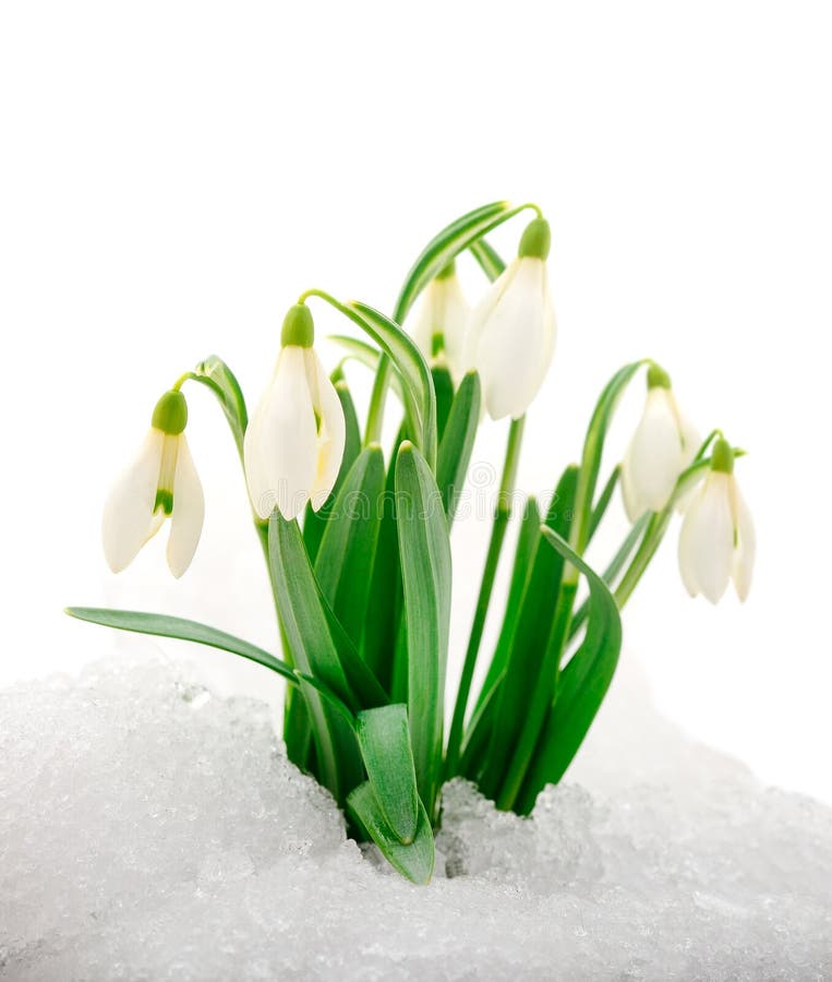 Snowdrop Flower Isolated on White Stock Photo - Image of cold, object ...