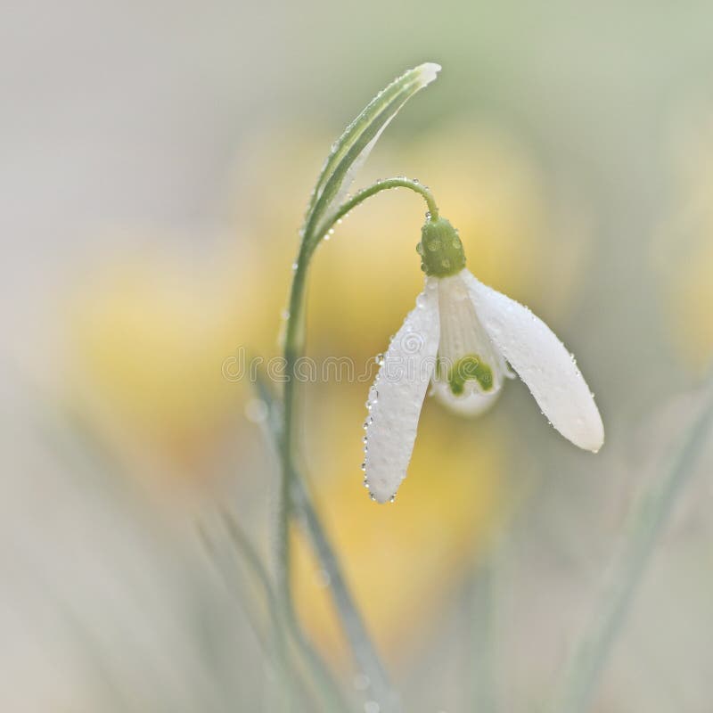 Snowdrop flower stock image. Image of blossom, rain, closeup - 47727437