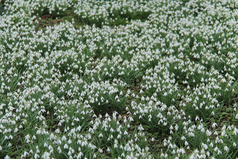 Display Snowdrop Plants Stock Photos - Free & Royalty-Free Stock Photos ...