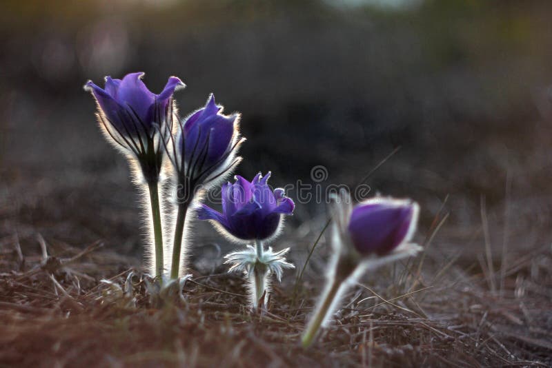 Snowdrop Flower in the Rays of the Setting Sun Stock Image - Image of ...