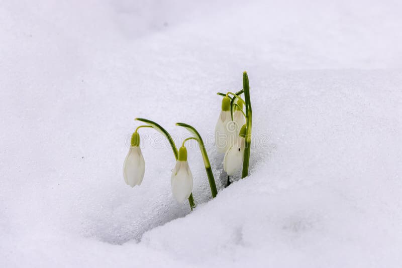 The Snowdrop Flower in Snow Stock Photo - Image of winter, blooming ...