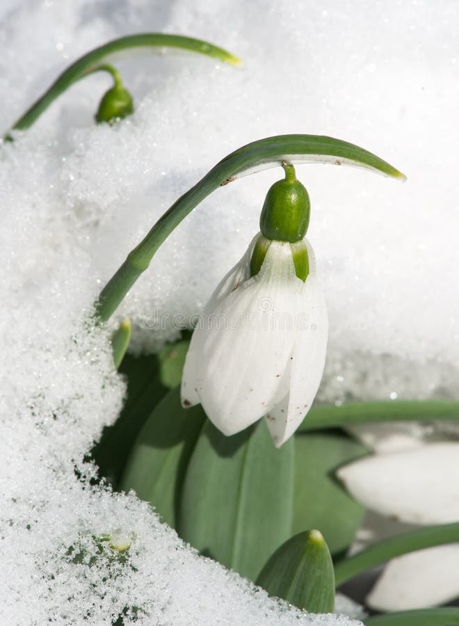 Snowdrop flower in a snow. stock photo. Image of nature - 37901424