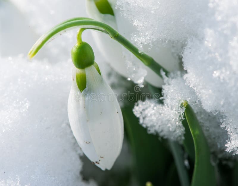 First Spring Flowers Snowdrops with Rain Drops Stock Image - Image of ...