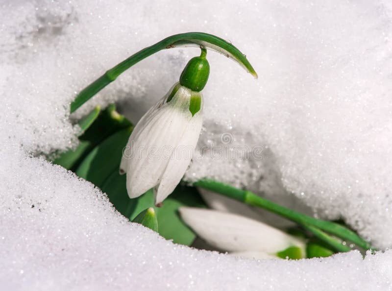 Snowdrop flower in a snow stock image. Image of garden - 37259103