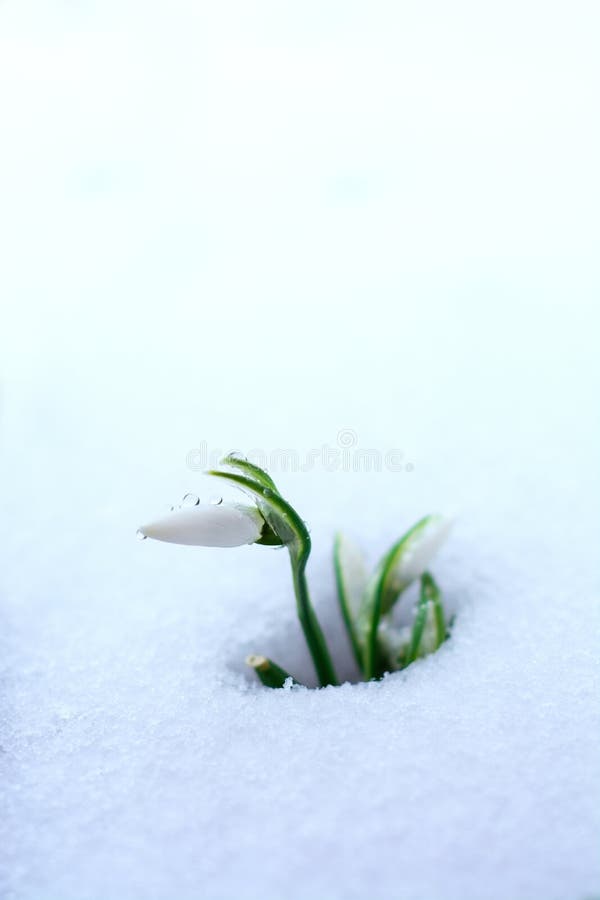 Snowdrop Flower in the Snow. Stock Image - Image of green, beauty ...