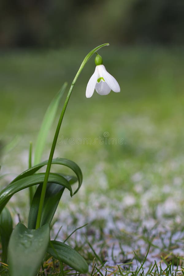 New snowdrop stock image. Image of background, growth - 38973103