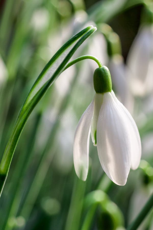 New snowdrop stock image. Image of background, growth - 38973103