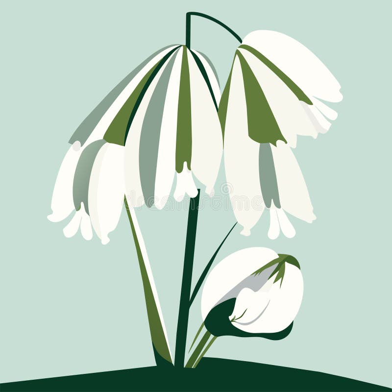 Snowdrop Flower. Vector Illustration of a White Snowdrop Flower Stock ...
