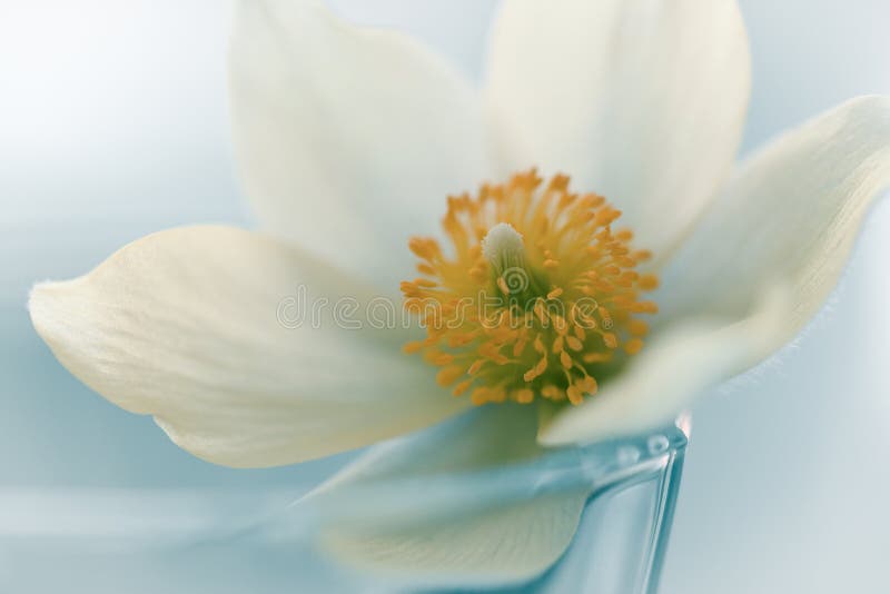 Snowdrop Flower on White Studio Snow, Soft Focus, Perfect for Postcard ...