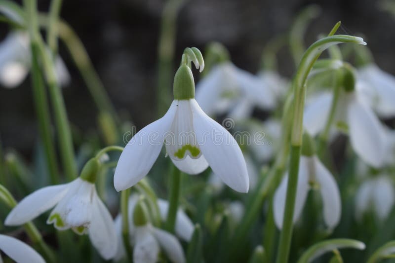Snowdrop Flowering on Early Spring Stock Photo - Image of early ...