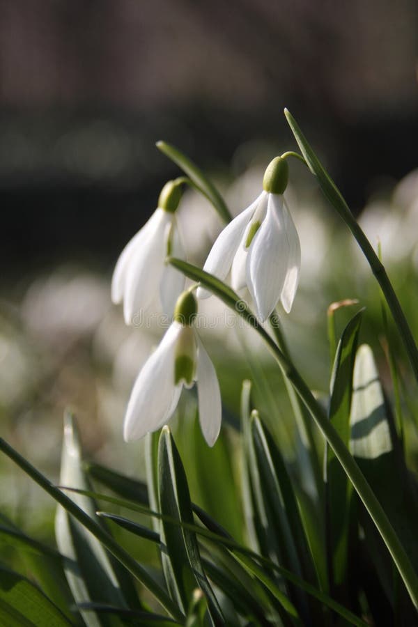 Crocus-snowdrops stock photo. Image of crocus, macro, fresh - 8585824