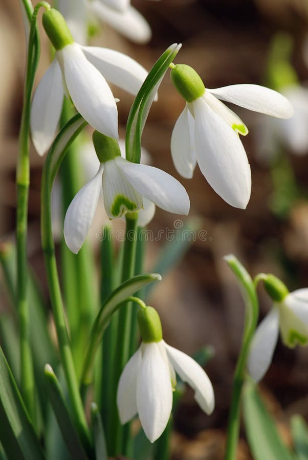 Snowdrop flower stock image. Image of fresh, petals, season - 1491