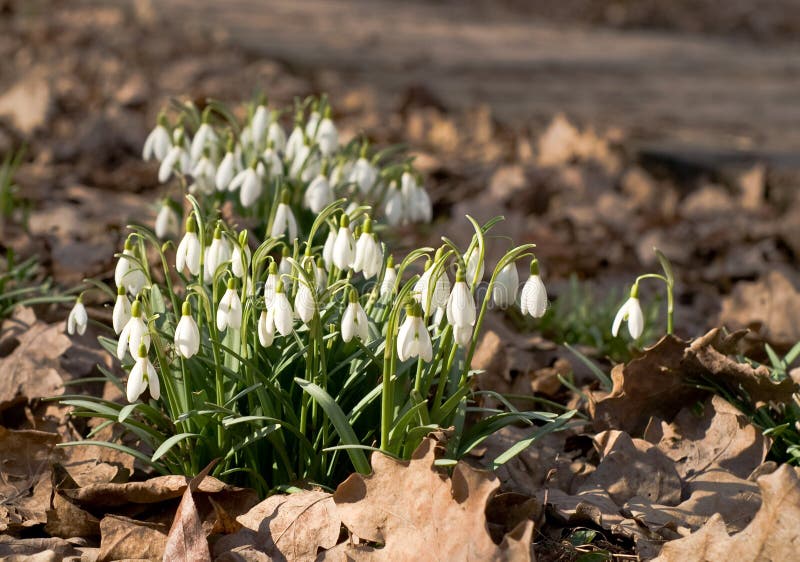 Snowdrop flowers stock photo. Image of leaf, spring, galanthus - 4720188