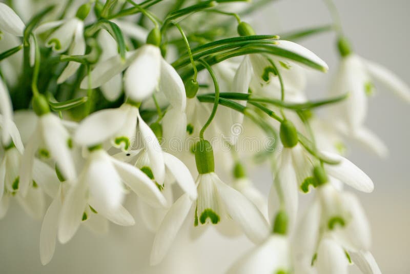 Snowdrop Flowers stock photo. Image of still, amaryllidaceae - 33324296