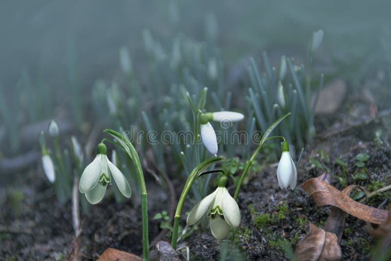 Snowdrop Flowers Close-up. Beautiful First Flowers Bloomed in Spring ... Snowdrop Flowers Close-up. Beautiful First Flowers Bloomed in Spring ...