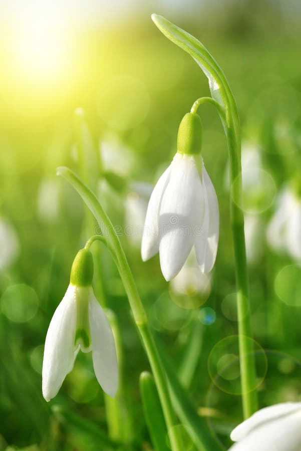 Snowdrop Flowers With Dewy Grass And Ladybugs On Natural Bokeh ...