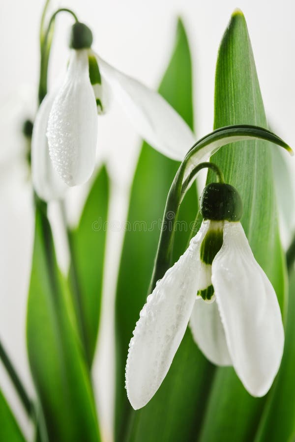 Snowdrop flowers close-up stock photo. Image of background - 356368866