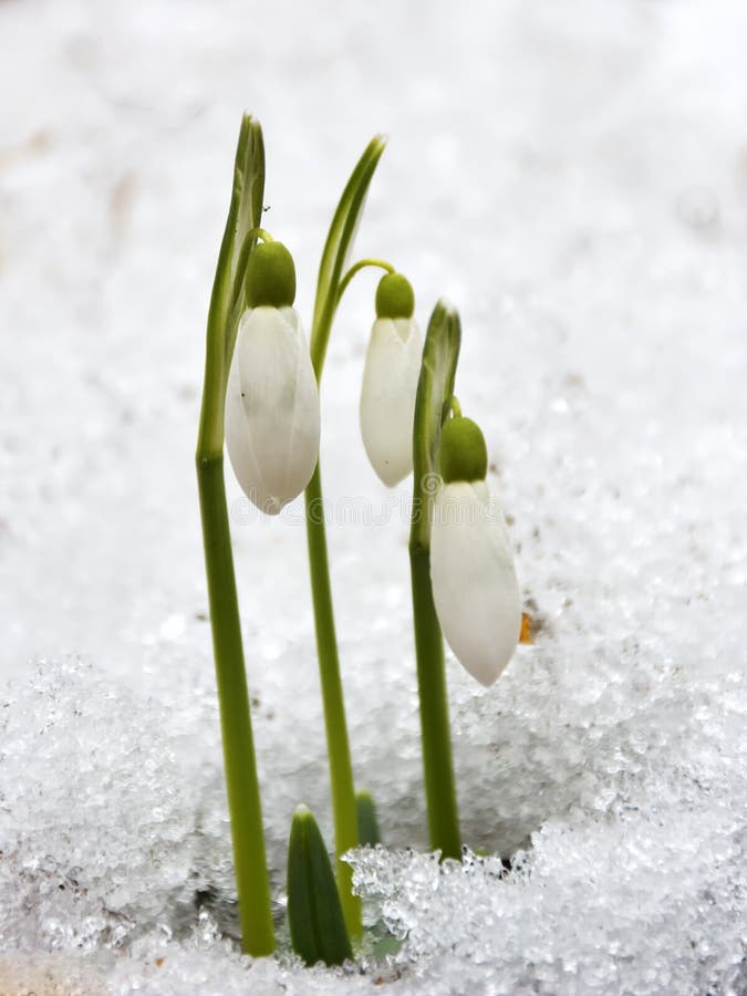 The Snowdrop Flowers Coming Out from Real Snow Stock Photo - Image of ...