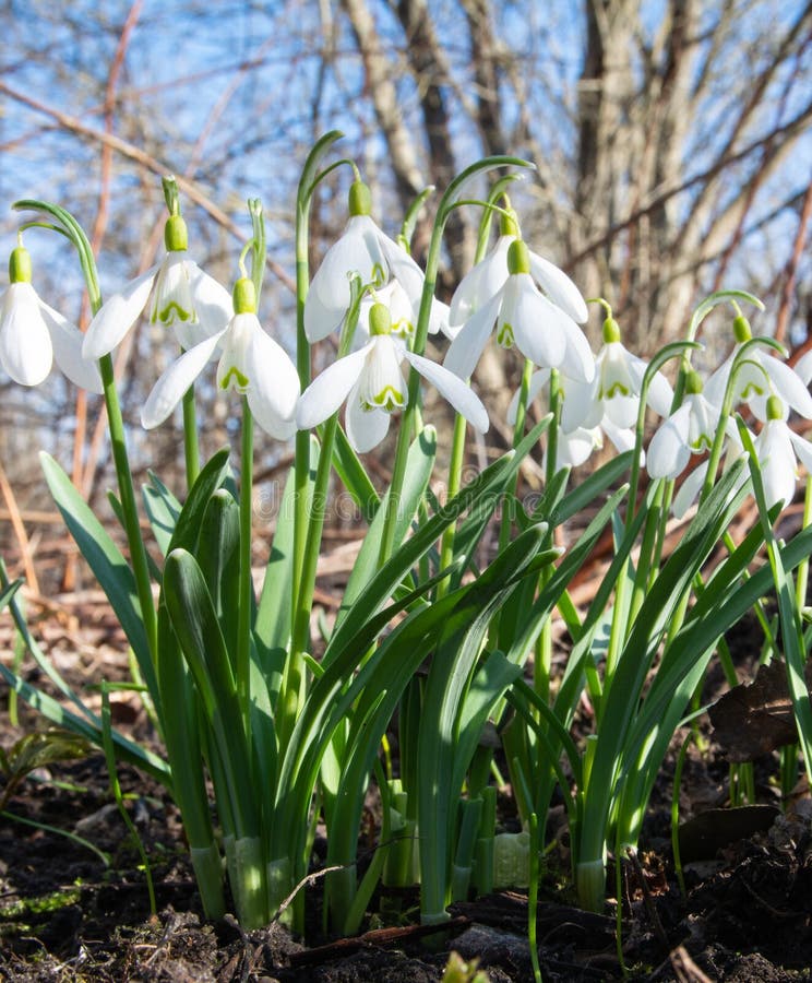 Snowdrop Flowers at Forest . Stock Photo - Image of blossom, floral ...