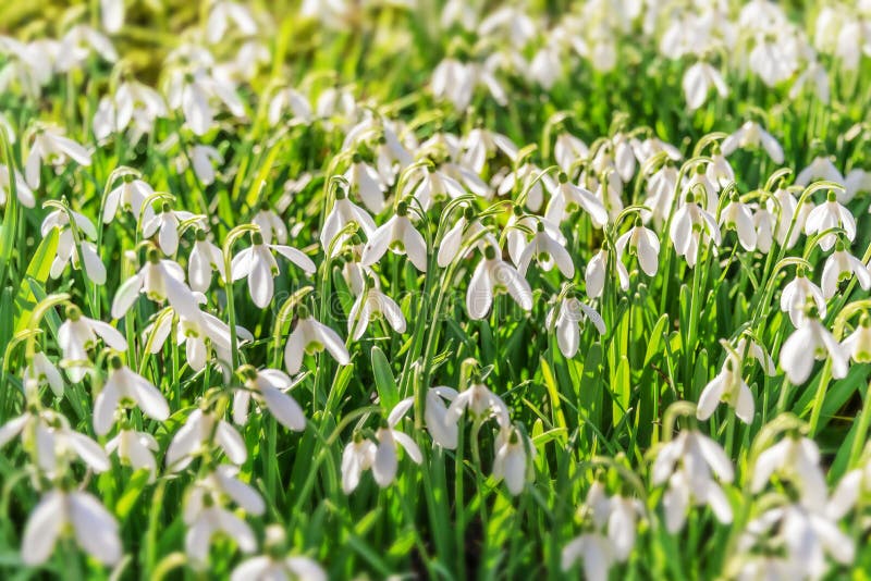 White Spring Snowdrops. Snowdrops Field. Galanthus Nivalis. Snowdrop ...