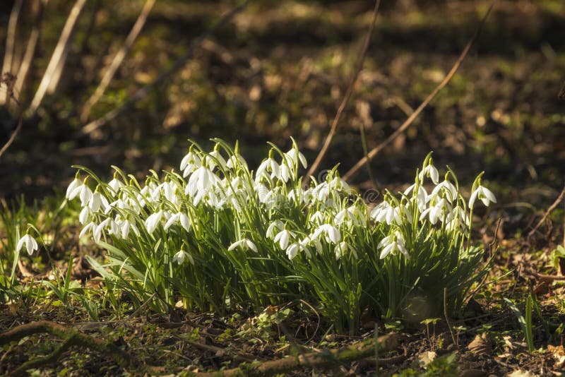 Snowdrop Flowers in Evening Light Stock Image - Image of flora ...
