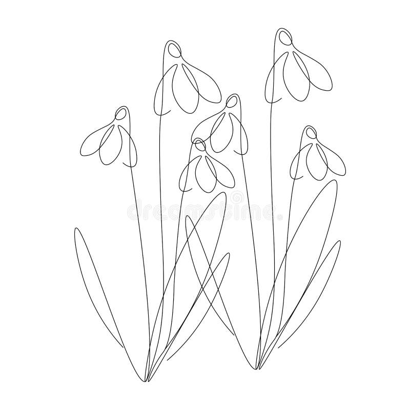 Snowdrop Flowers Outline Drawing Vector Illustration Stock Vector ...