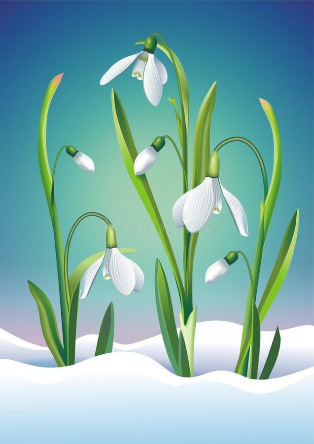 Snowdrop Flowers Illustration Stock Illustration - Illustration of ...