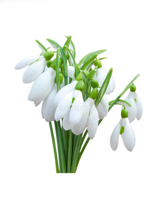 Summer Snowflake stock photo. Image of close, leucojum - 10300542