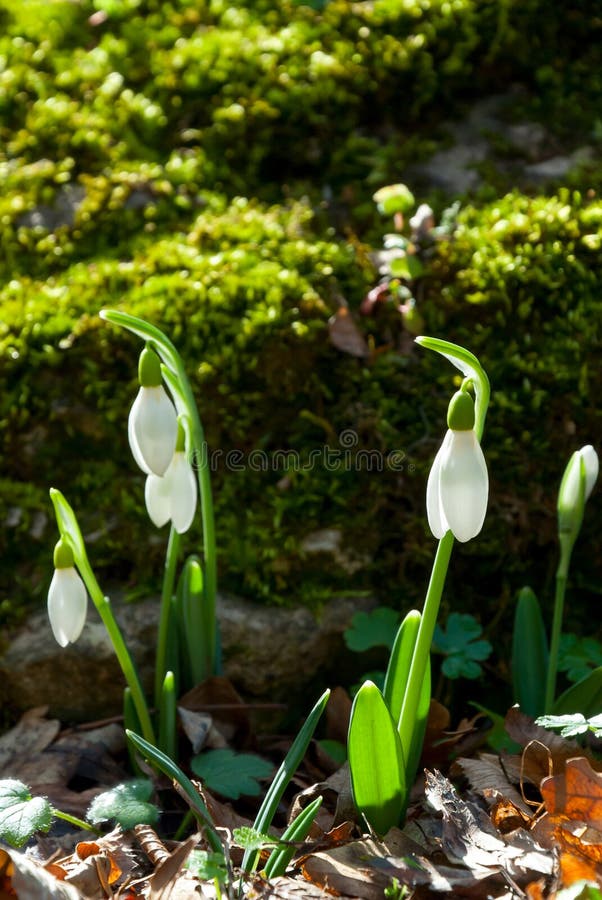 Snowdrop Flowers Shined with the Sun Stock Photo - Image of love ...