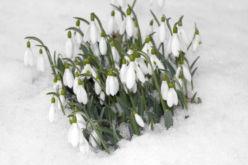 Snowdrop flowers on snow stock image. Image of harsh - 16498751