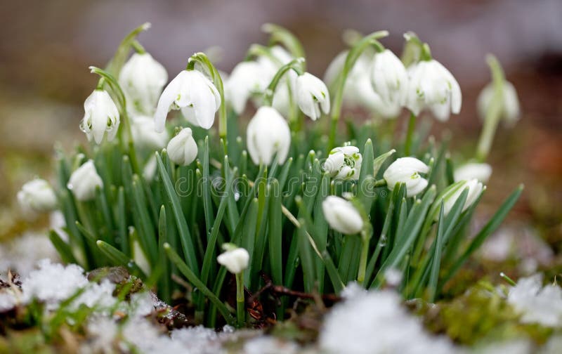 Woodland Snowdrops in February. Stock Image - Image of rouse, growing ...