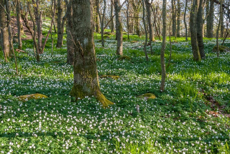 Snowdrop Flowers in Spring Forest in the Central Part of Sweden ...