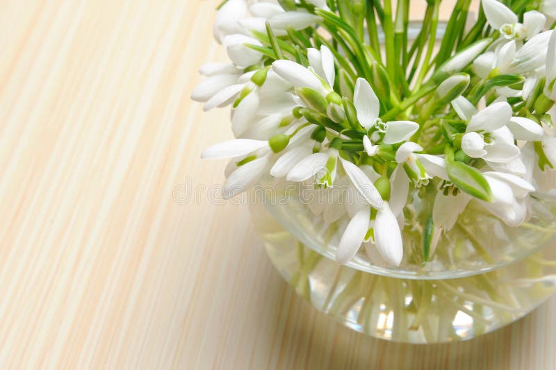 Snowdrop flowers in vase stock image. Image of white, flower - 8029577