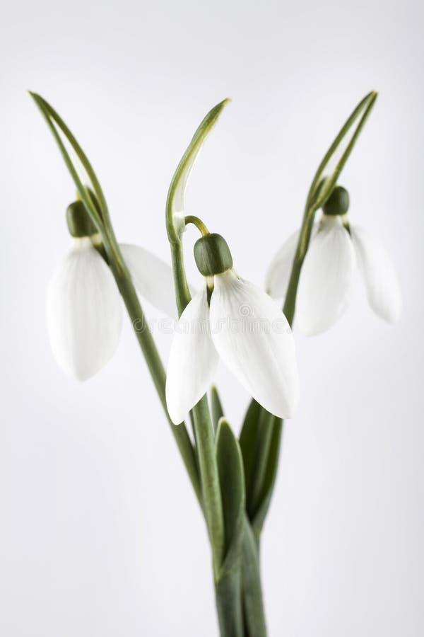 Three Snowdrop Flowers on White Background Stock Photo - Image of white ...