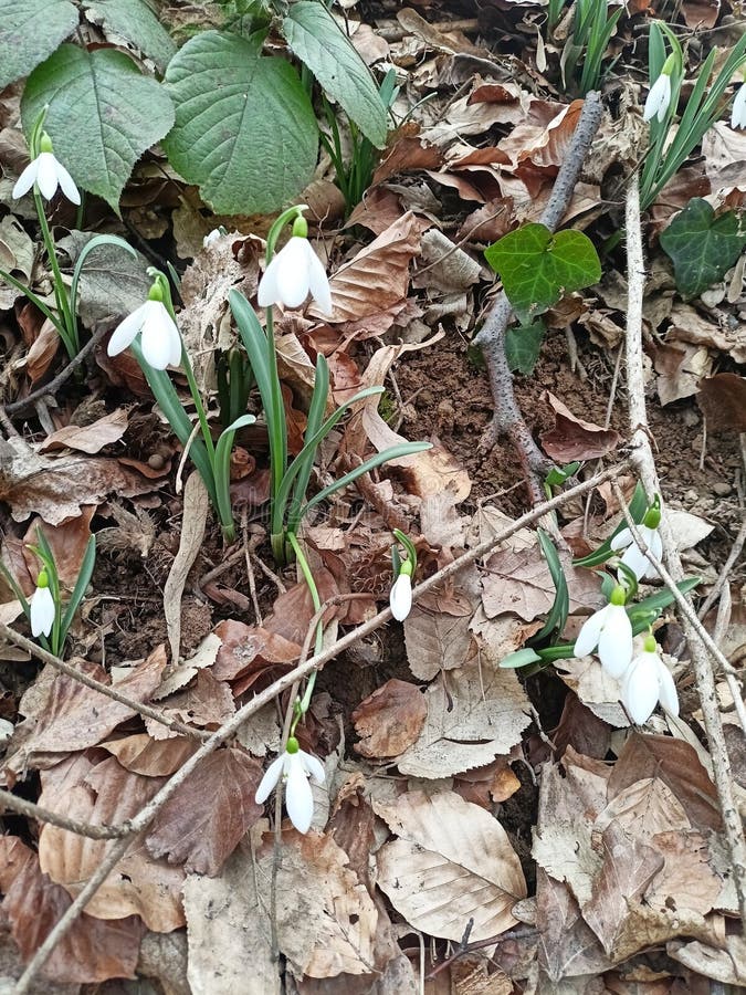 Snowdrop in Forest in February Stock Image - Image of flower, green ...
