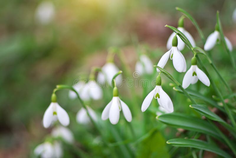 Snowdrop in forest stock photo. Image of leaf, closeup - 187097922