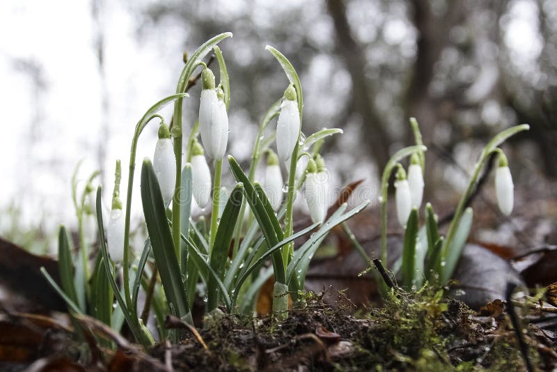 Snowdrop in Forest. Spring Nature Composition. Stock Image - Image of ...