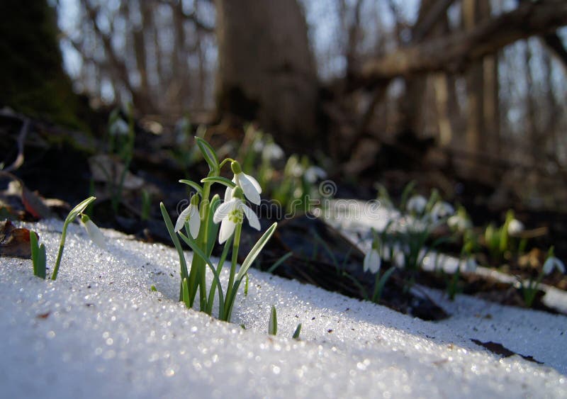 Snowdrops stock image. Image of snow, snowdrops, flower - 559765