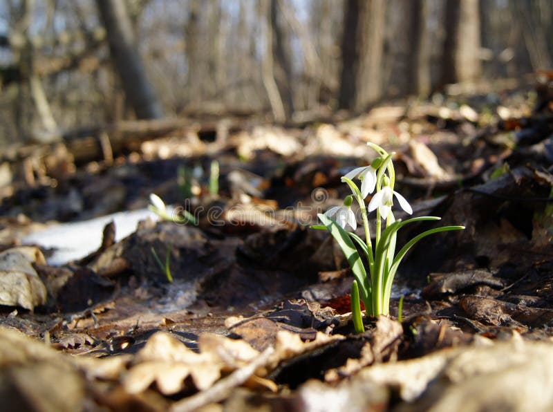 Snowdrop stock image. Image of febrero, april, forest - 30051695