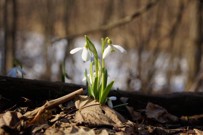 Snowdrop stock photo. Image of head, flor, detail, closeup - 30051850