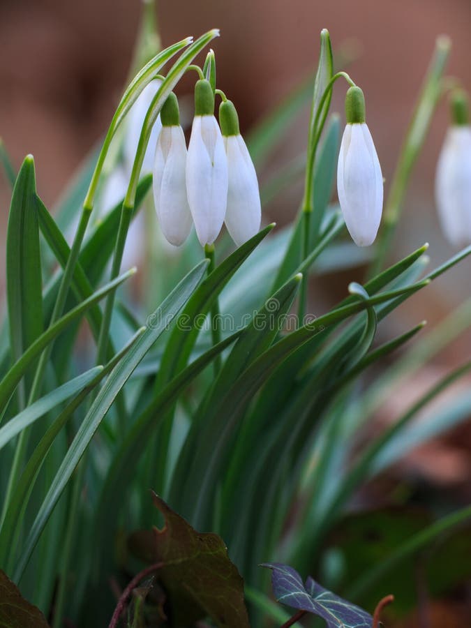 Snowdrop- Foretaste of Spring Stock Image - Image of grassland, spring ...