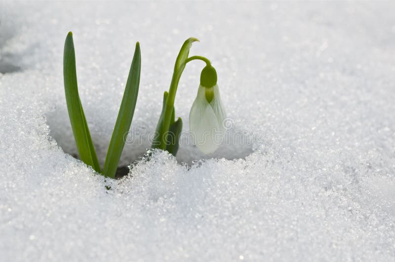 Snowdrop (Galanthus), Breaks through the Snow in March Stock Image ...
