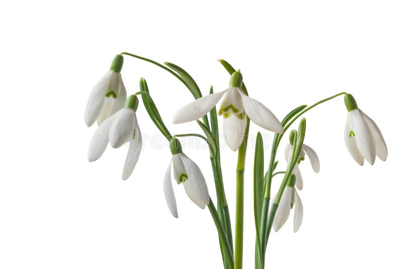 Snowdrop (galanthus) Flowers Stock Image - Image of galanthus, flowers ...