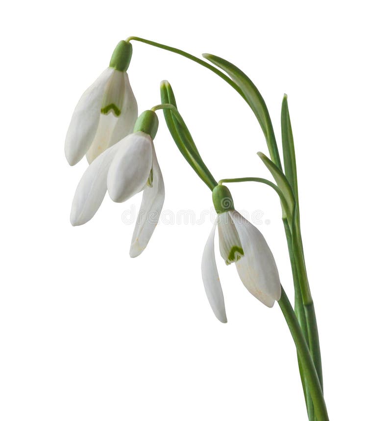 Snowdrop (galanthus) Flowers Stock Image - Image of flowers ...