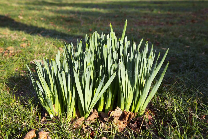 Snowdrop, a Group of Young Snowdrop Stems without Flowers in the Park ...