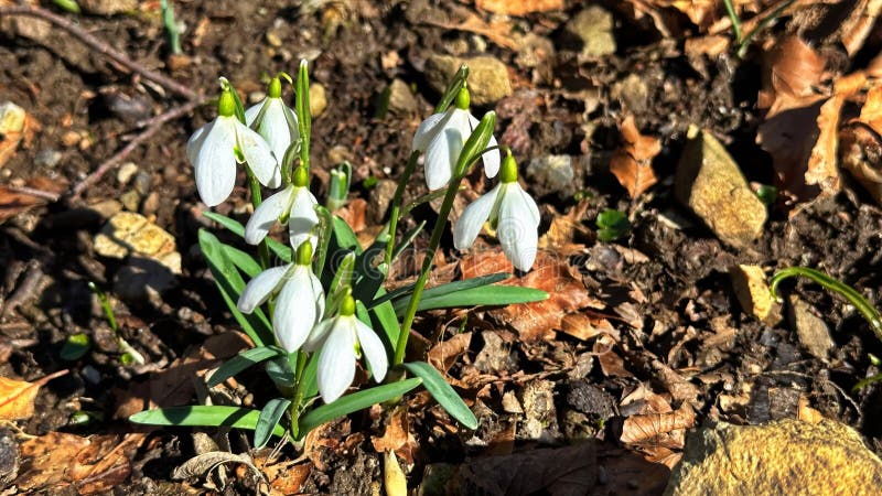 Snowdrop Growing on the Ground Stock Photo - Image of forest, galanthus ...