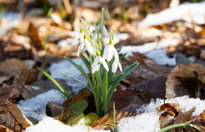 Snowdrop Growing in the Forest Stock Photo - Image of nature, sunlight ...