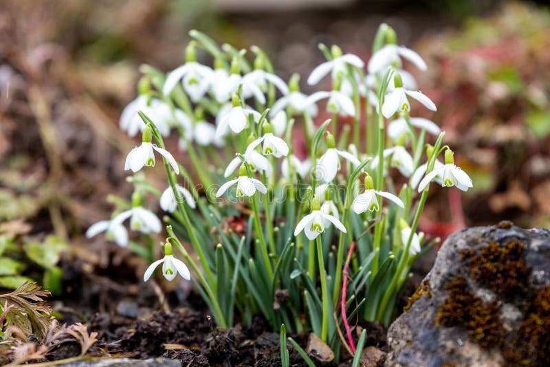Snowdrop growing on ground stock image. Image of harbingers - 125183219
